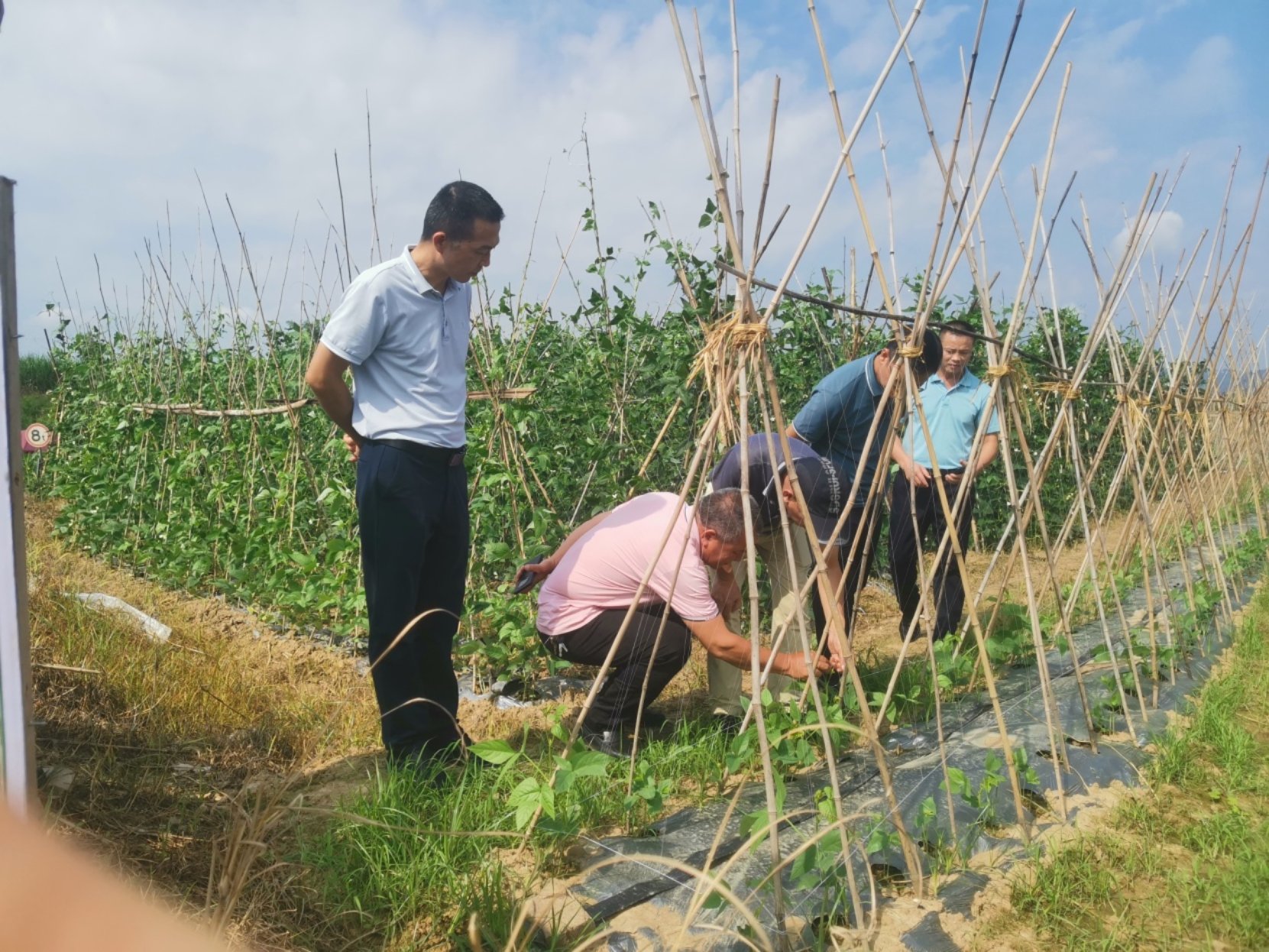 中国农业农村信息网_自治区植保站王华生带队到来宾市开展豇豆农药残留攻坚治理督导调研